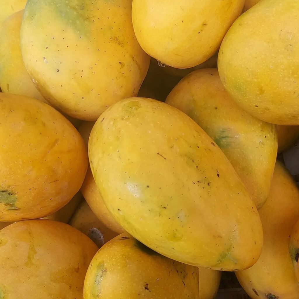 Safeda/Banganapalle Mango from Andhra - Buy Organic Grocery| Fruits and ...